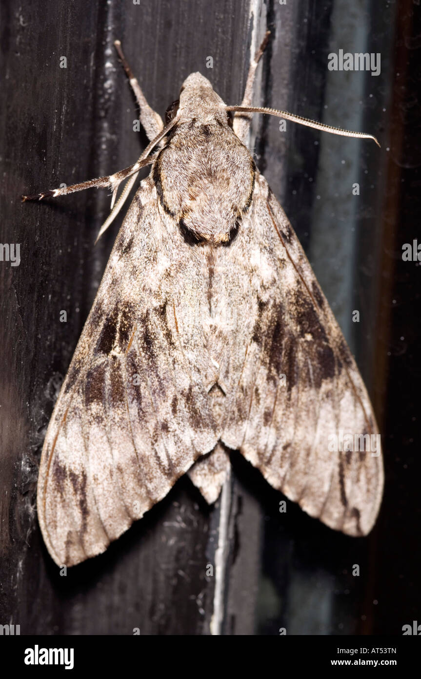 Moth close up hi-res stock photography and images - Alamy