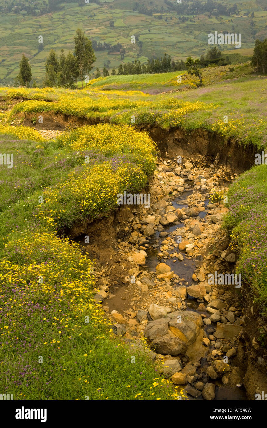 Mescal yellow flowers hi-res stock photography and images - Alamy