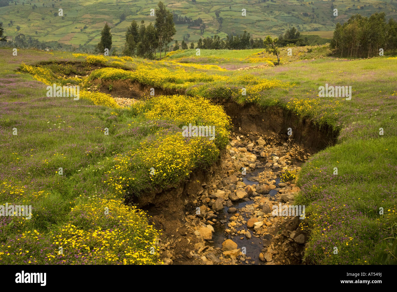 Meskel flowers hi-res stock photography and images - Alamy
