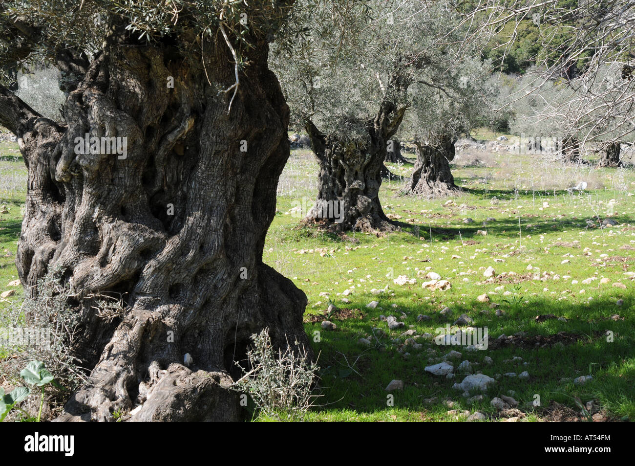 ancient olive grove Stock Photo - Alamy