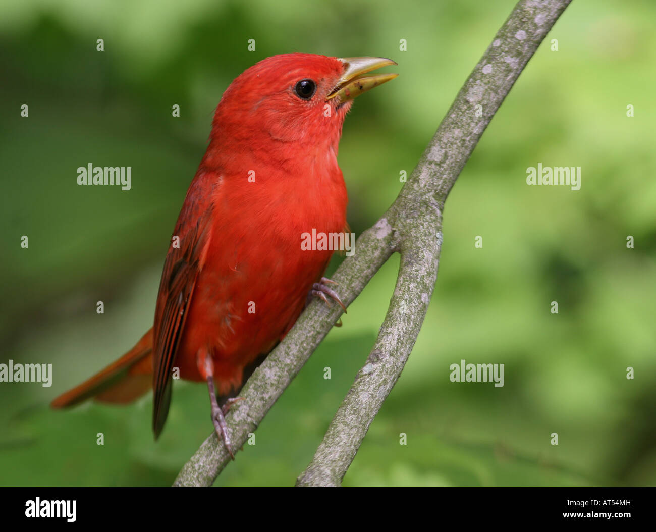 Summer tanager hi-res stock photography and images - Alamy