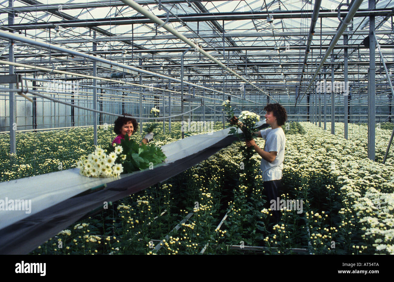 Hothouse flowers hi-res stock photography and images - Alamy