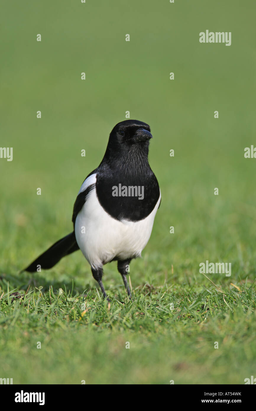 MAGPIE PICA PICA STANDING ON LAWN FRONT VIEW Stock Photo - Alamy