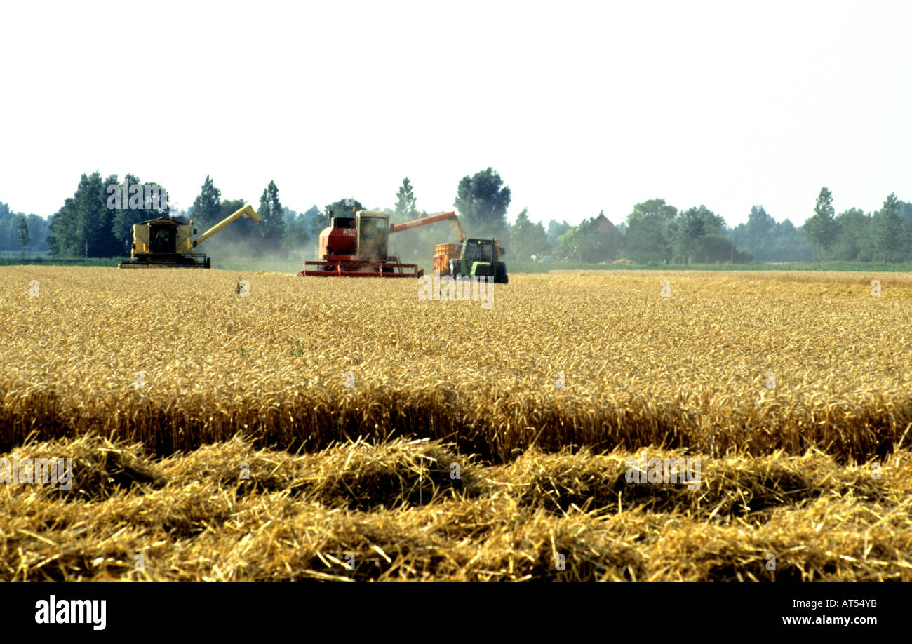 grain crops cereal crop growing threshing machine Stock Photo - Alamy