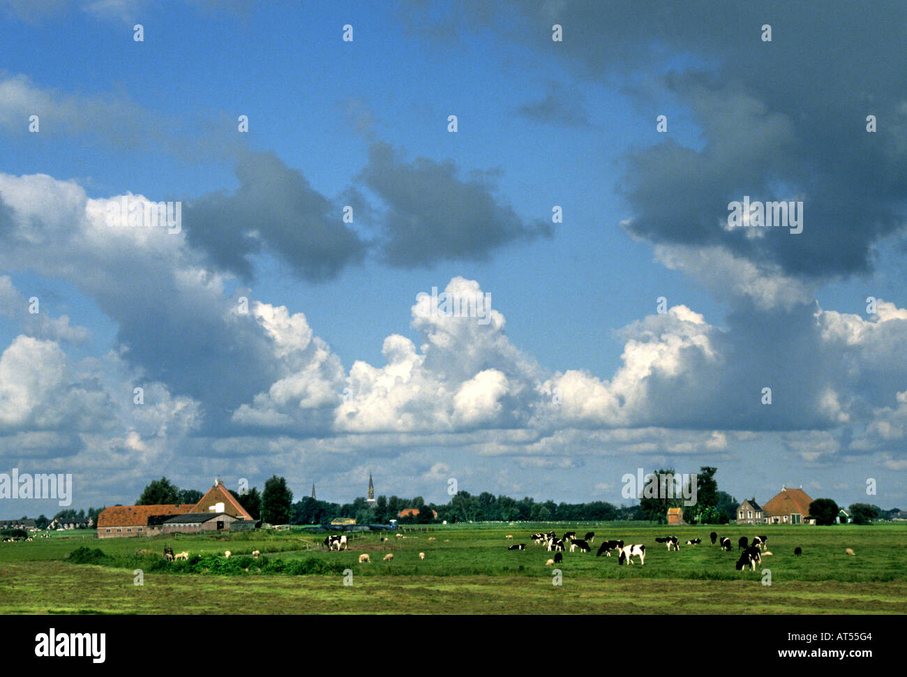 Netherlands, Friesland, Cow, Agriculture, Farm, Fryslan Stock Photo - Alamy