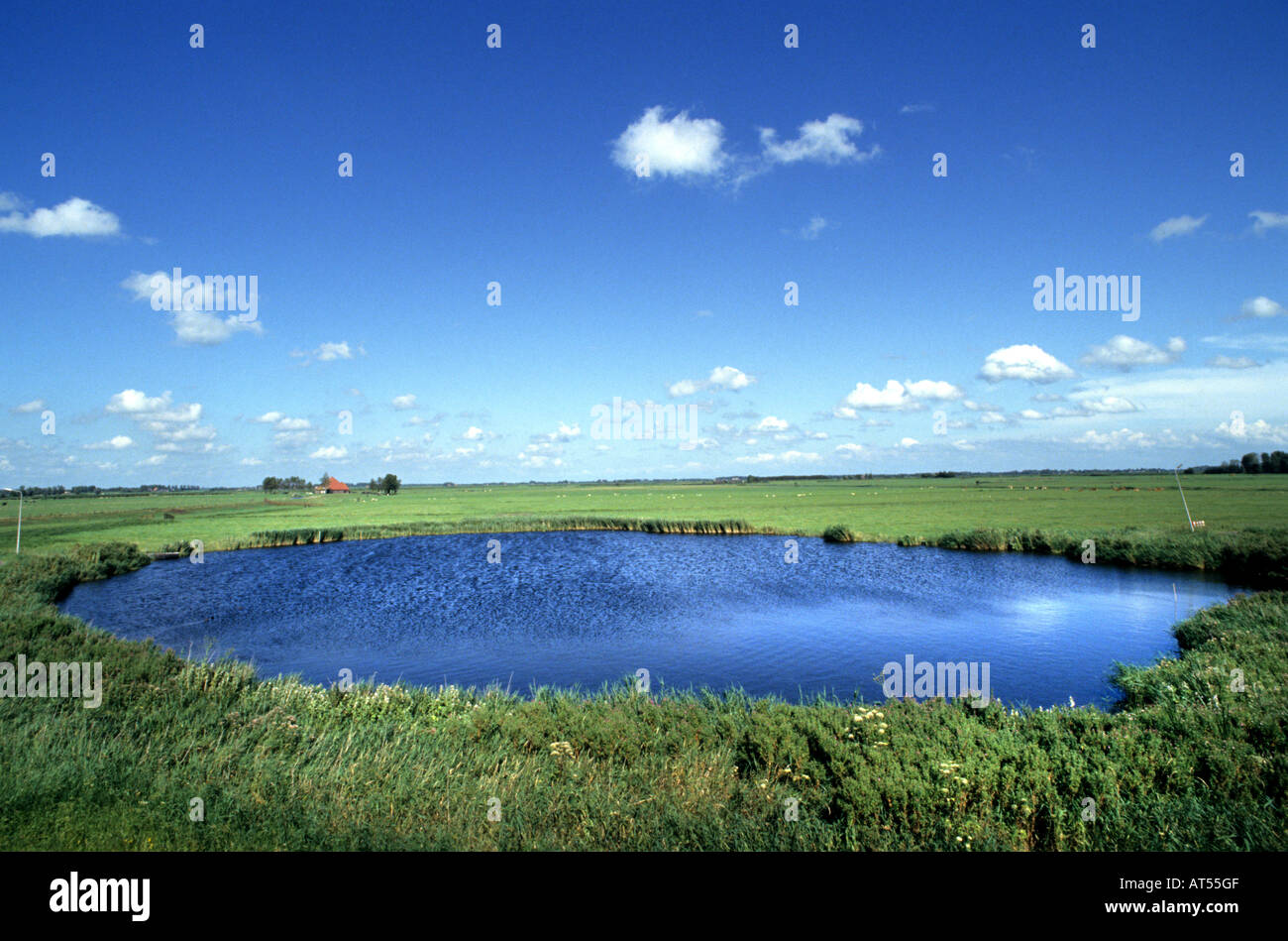 Netherlands, Friesland, Agriculture, Farm, Fryslan Stock Photo - Alamy