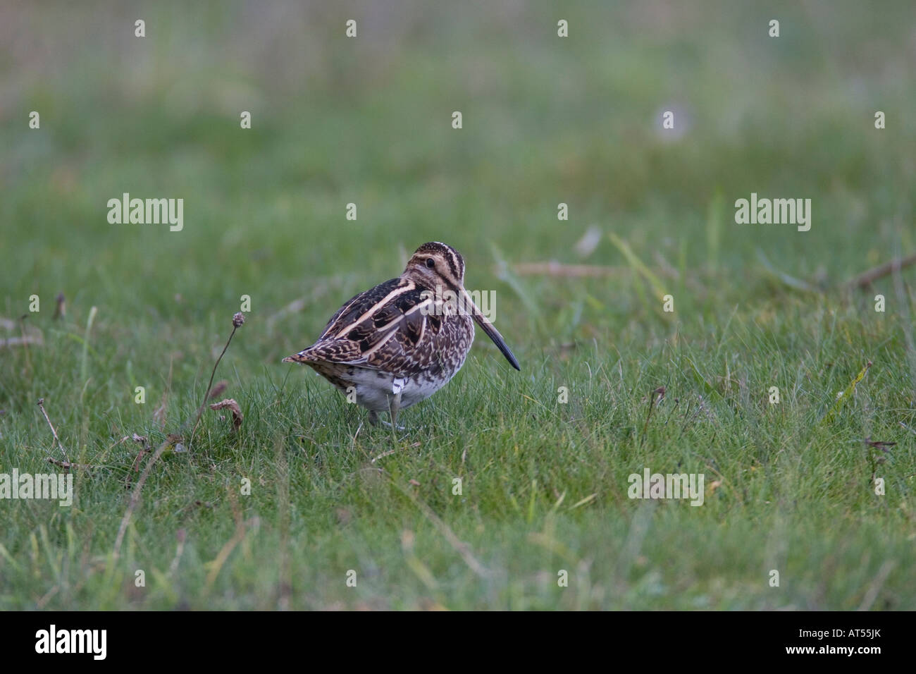 Common snipe wales hi-res stock photography and images - Alamy