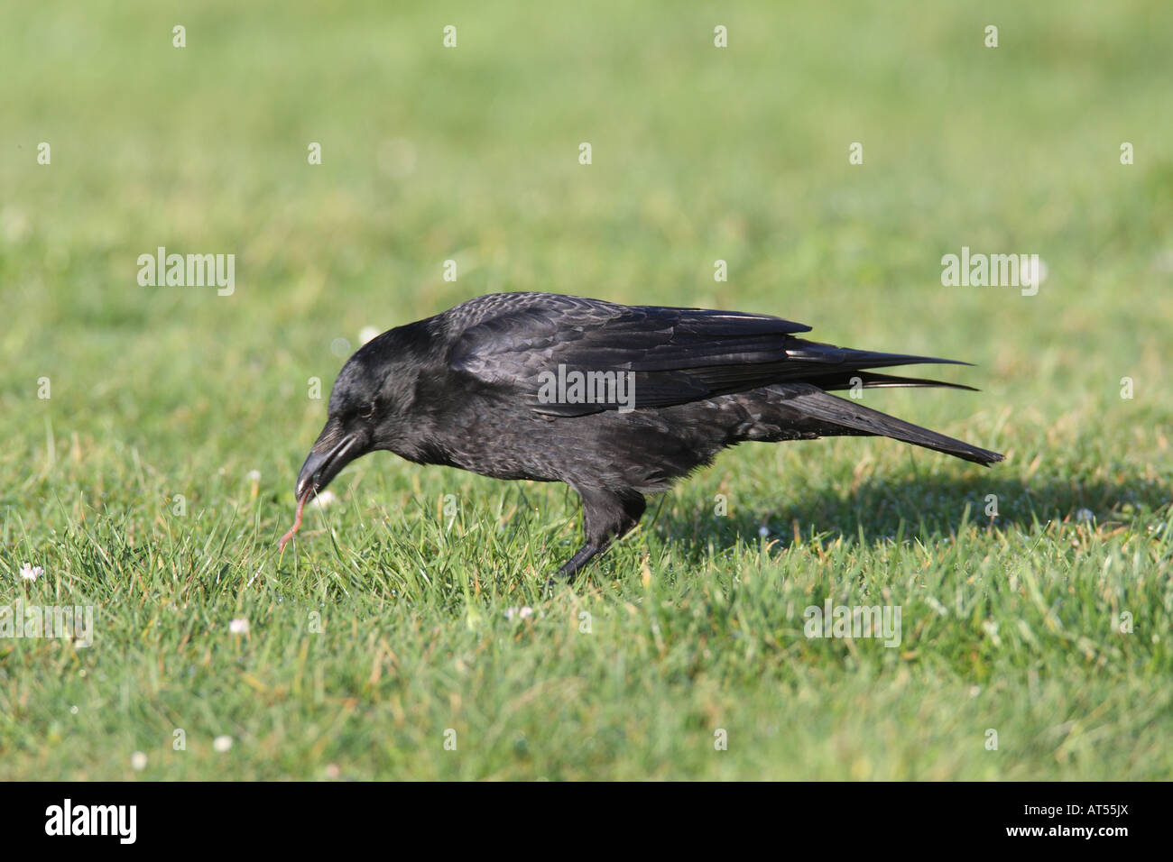CARRION CROW CORVUS CORONE CATCHING WORM ON GRASSLAND SIDE VIEW Stock ...