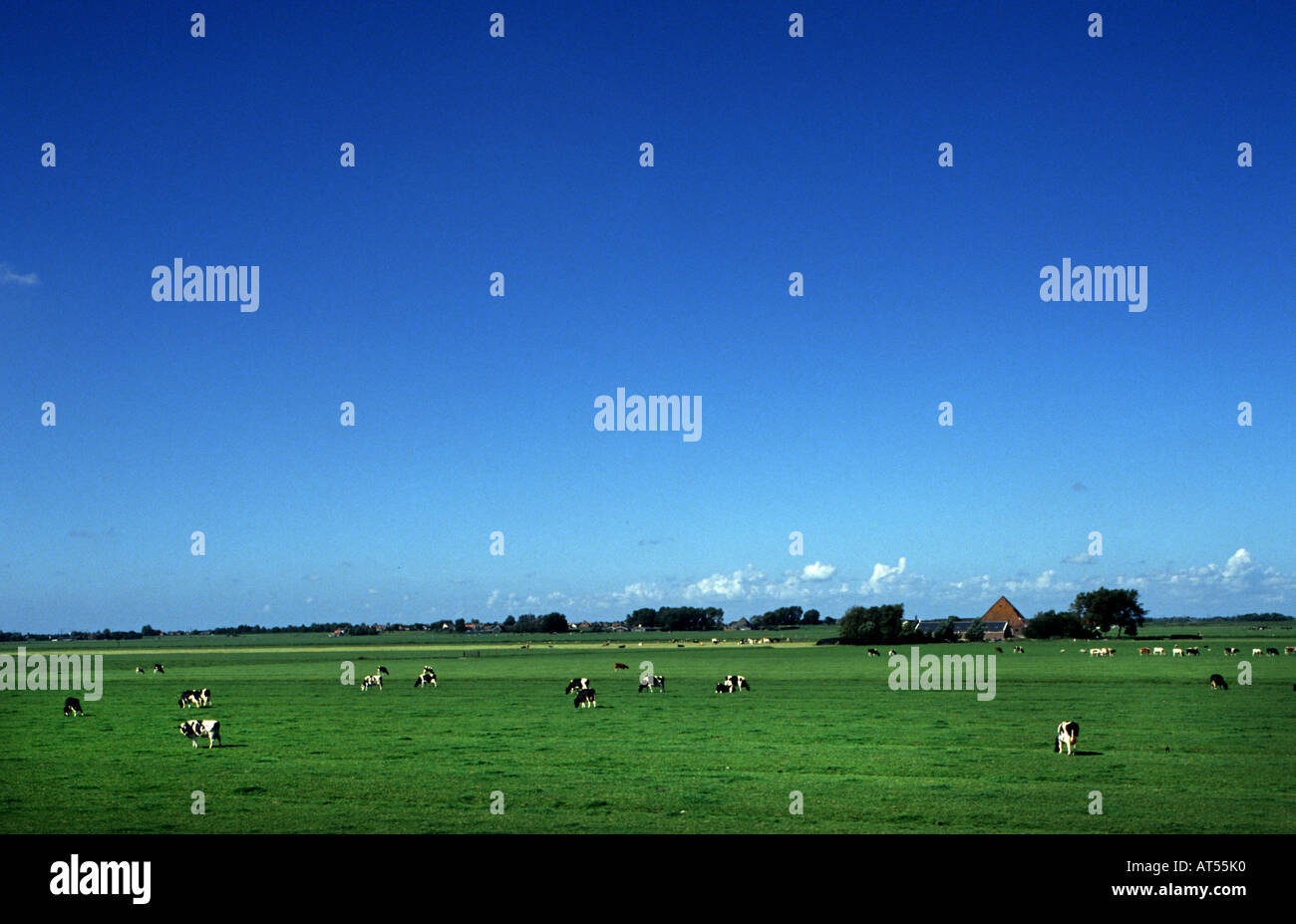 Netherlands Friesland Fryslan farm agriculture Stock Photo - Alamy