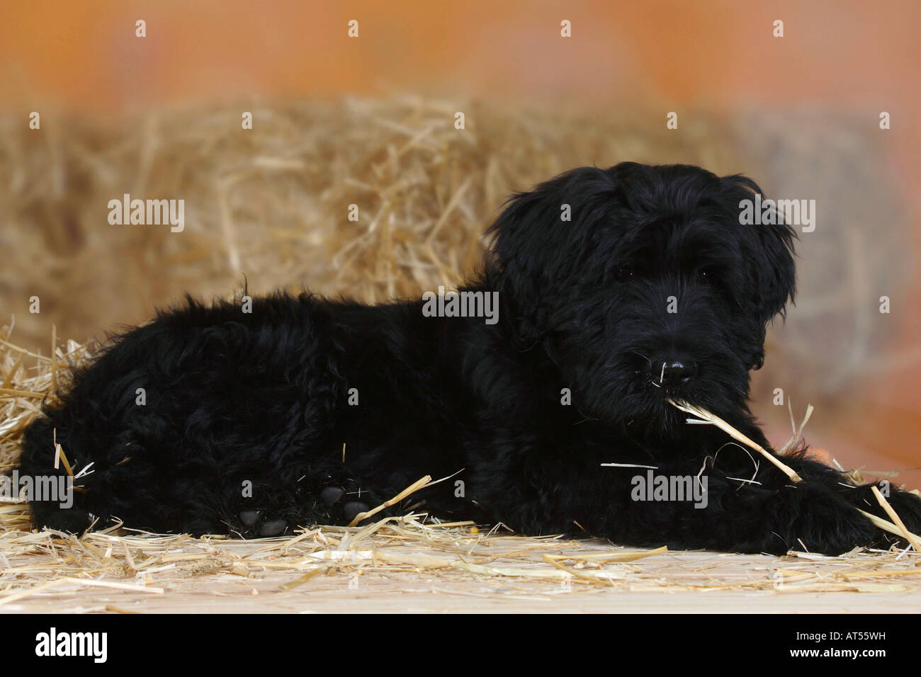 Briard puppy hi-res stock photography and images - Alamy