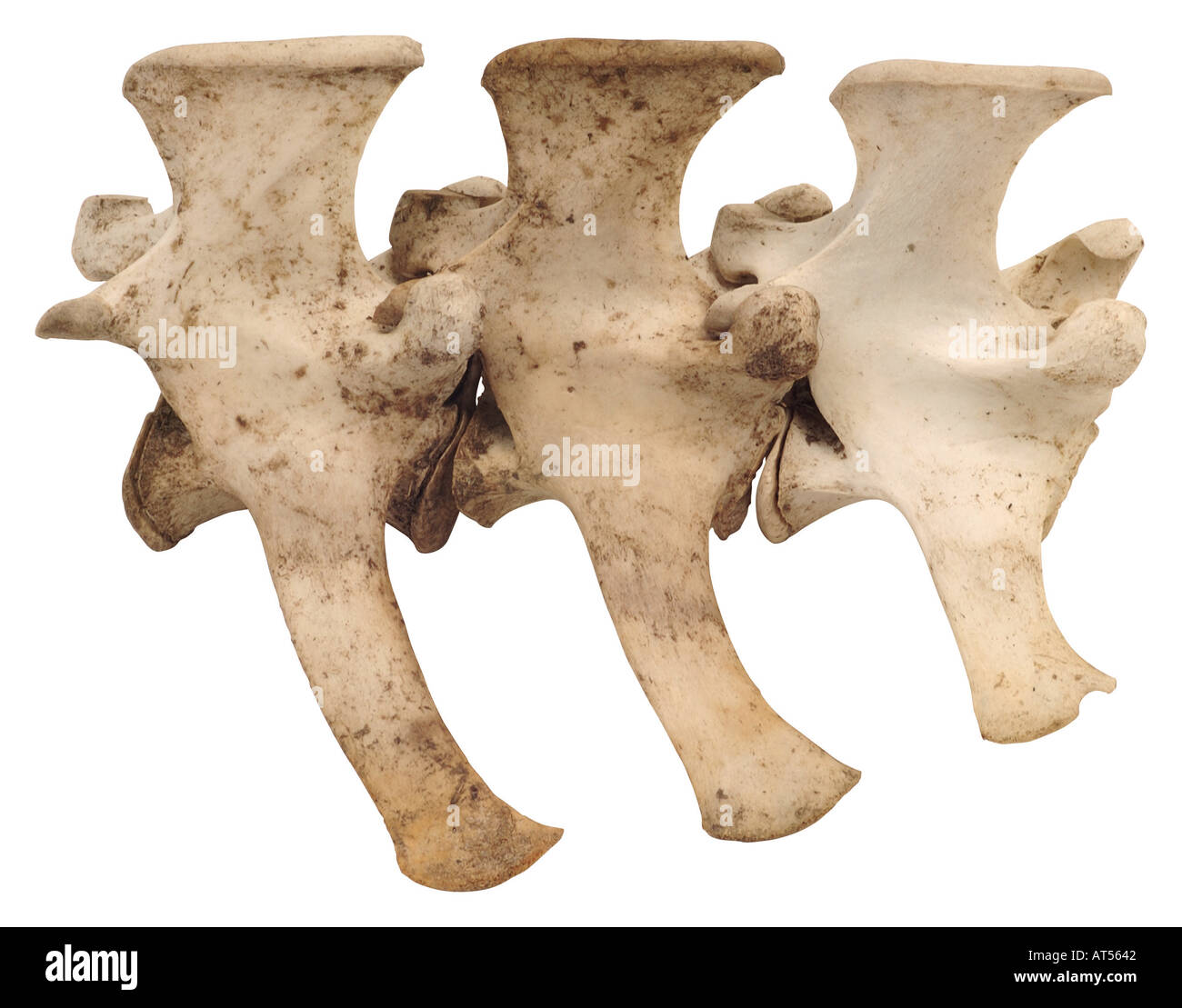 Vertebrae animals Cut Out Stock Images & Pictures - Alamy