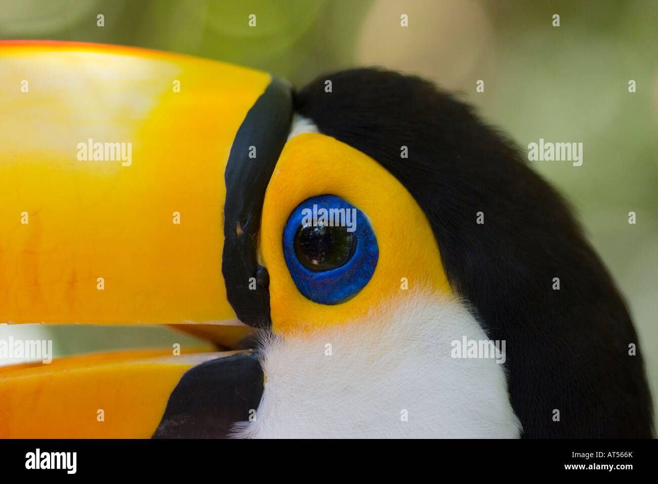 Closeup of a toucan with a blue eye Ramphastos toco Stock Photo - Alamy