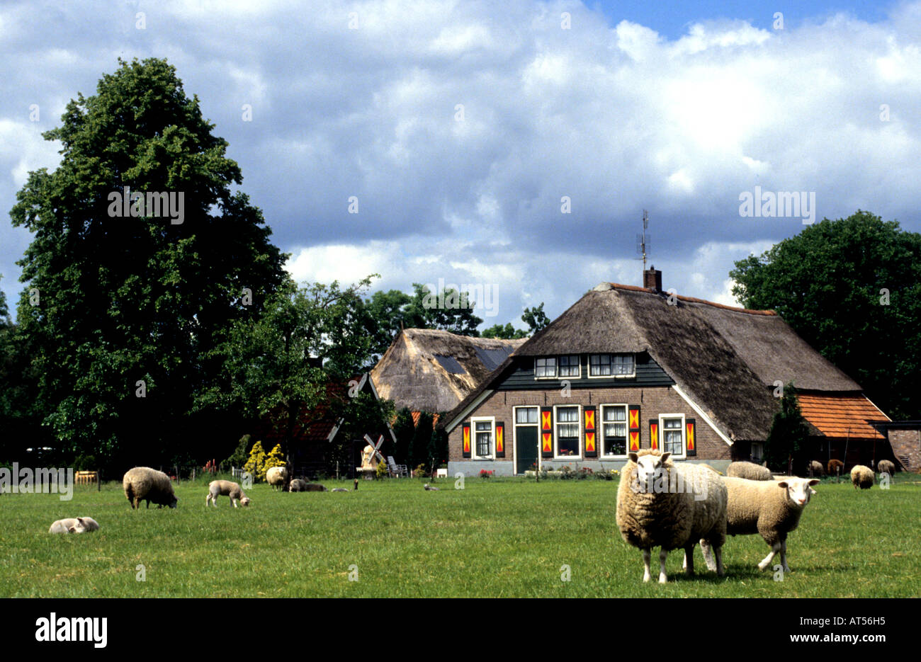 Drente sheep sheeps Netherlands farm agriculture farmer Stock Photo - Alamy