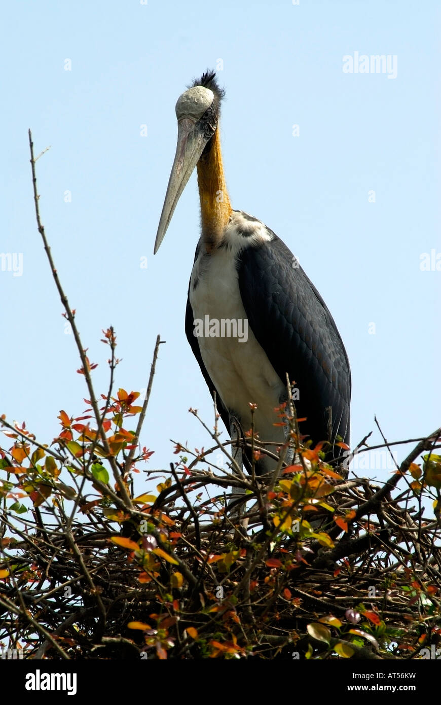 Lesser adjutant stork on a nest, Cambodia Stock Photo - Alamy