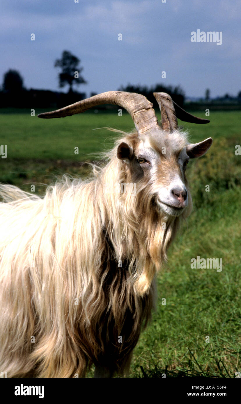 Goat under hi-res stock photography and images - Alamy