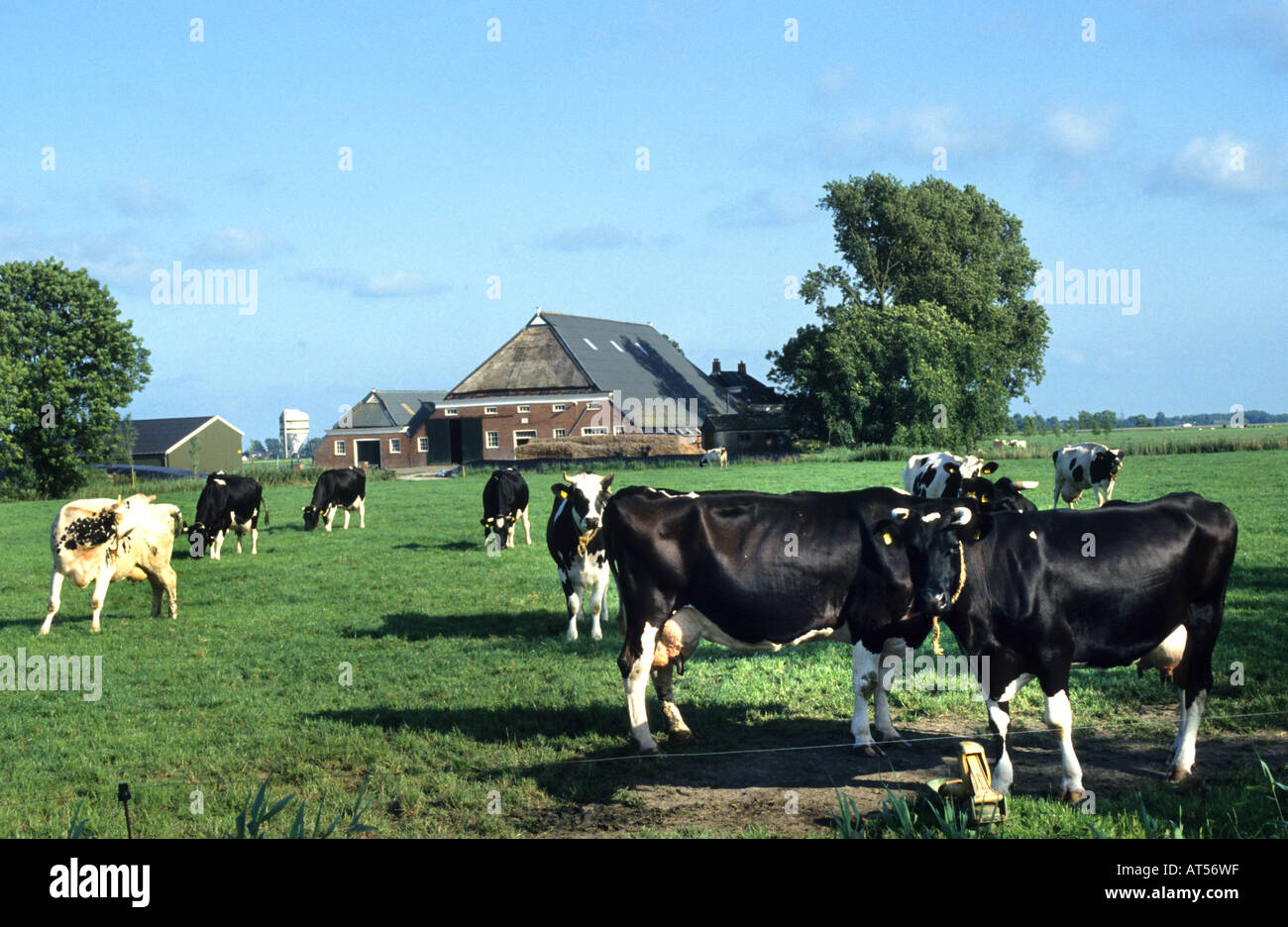 Netherlands holland dutch cow cows Stock Photo - Alamy