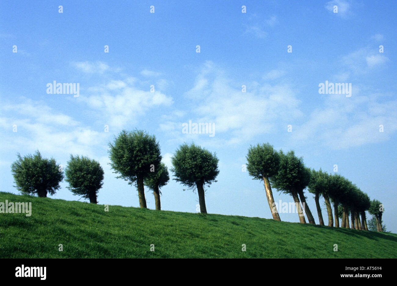 Netherlands nl holland dutch Tree wood forest Stock Photo - Alamy
