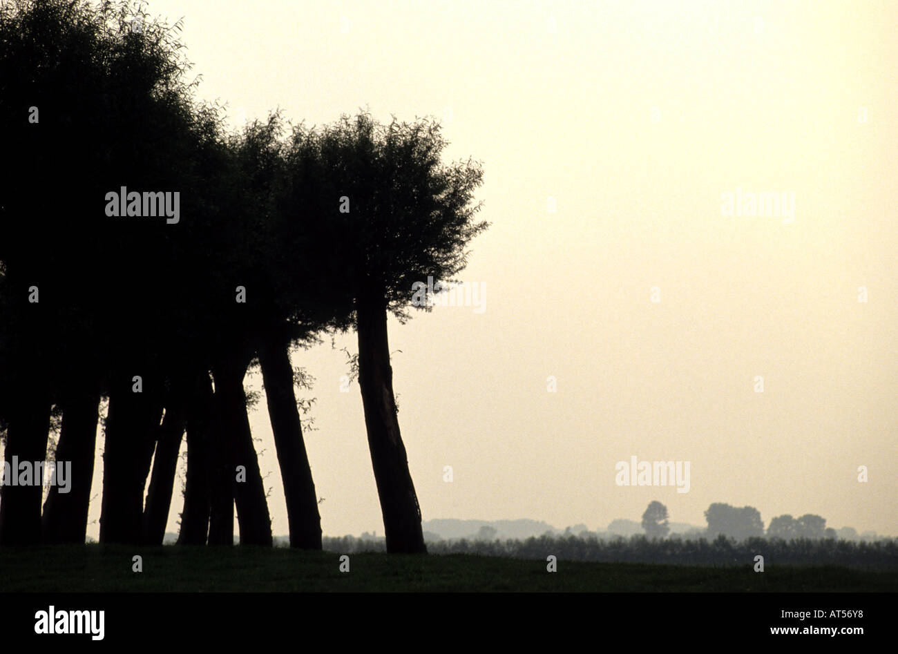 Netherlands nl holland dutch Tree wood forest Stock Photo - Alamy