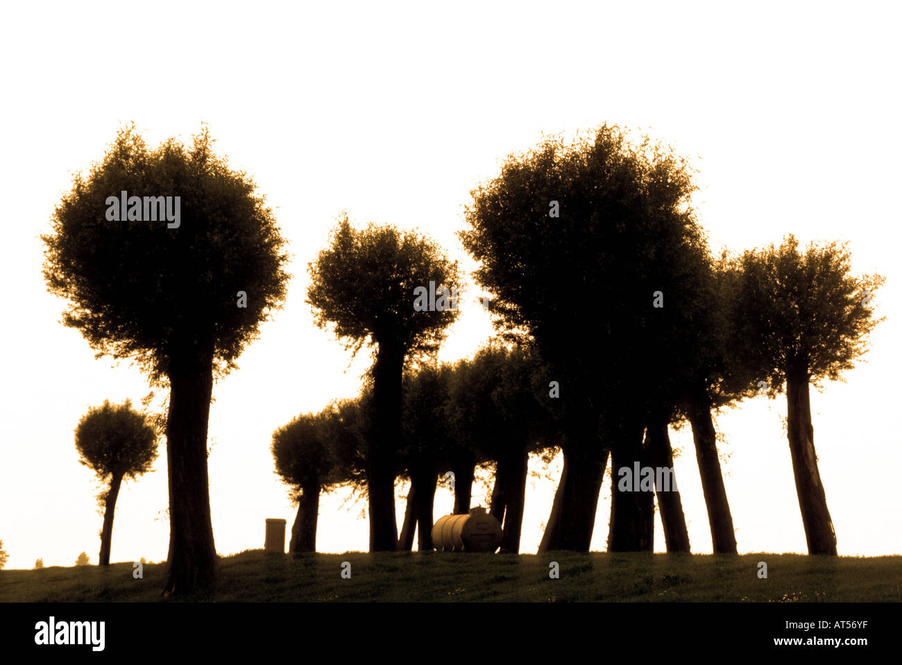 Tree wood forest Netherlands holland Stock Photo - Alamy