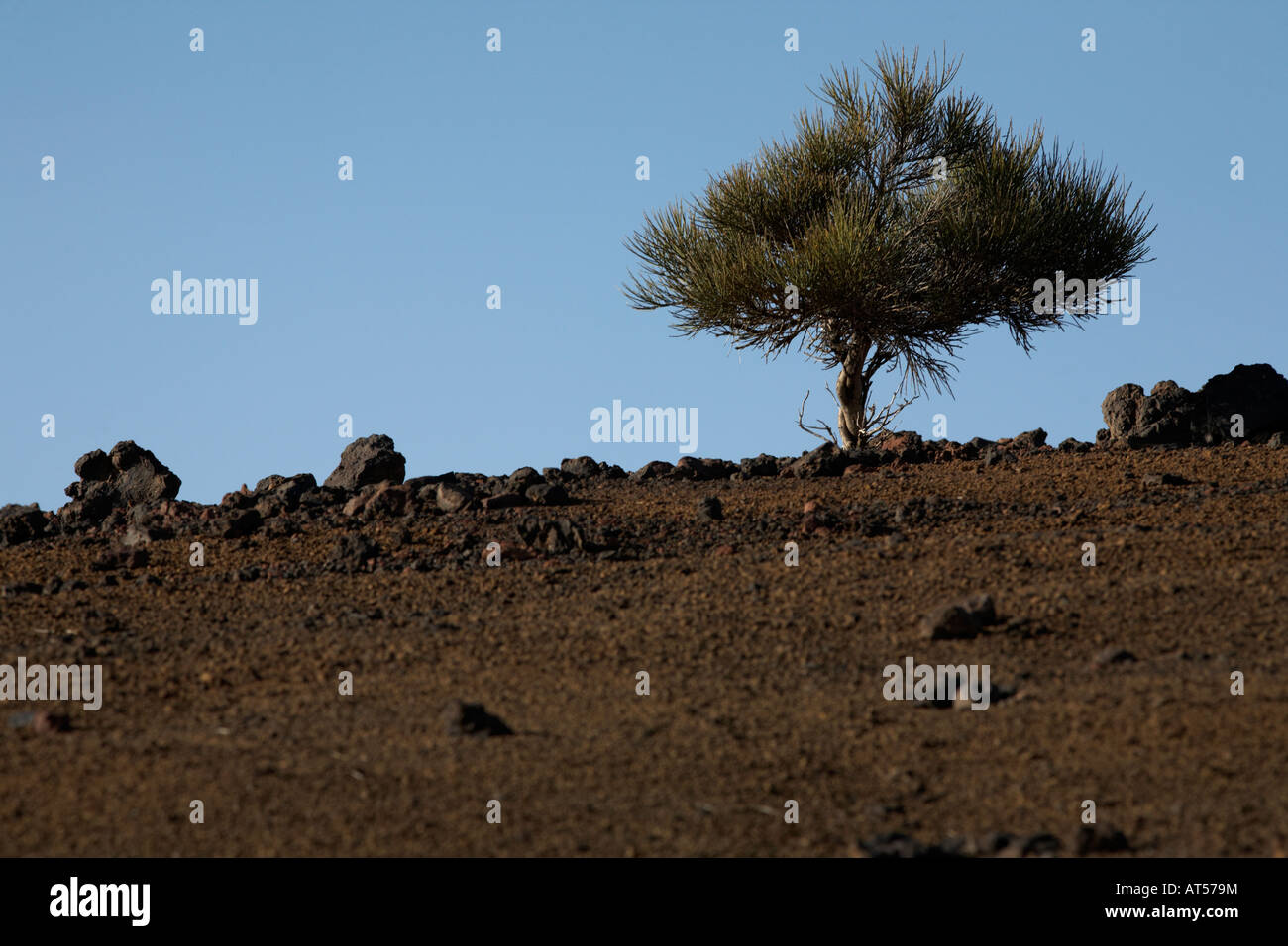 single lone bush shrub growing in volcanic rock hostile environment ...
