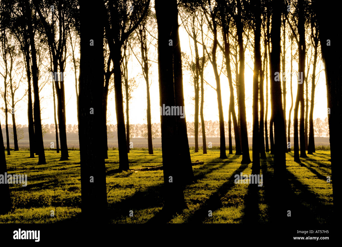 Netherlands holland dutch Veluwe wood forest tree Stock Photo - Alamy