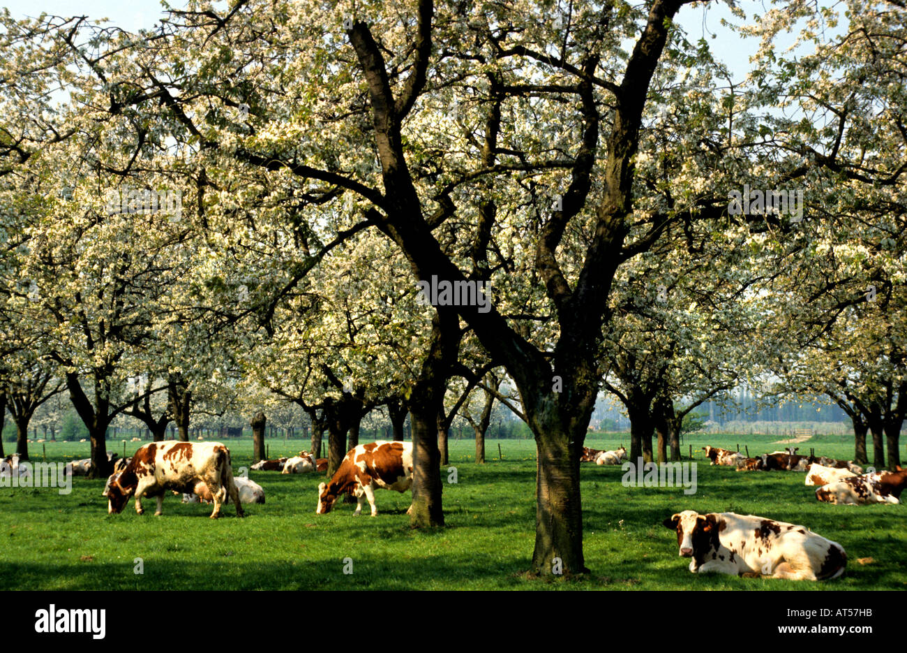 Cow Cows Tiel apple orchard betuwe tree trees appels pear pears blossom ...