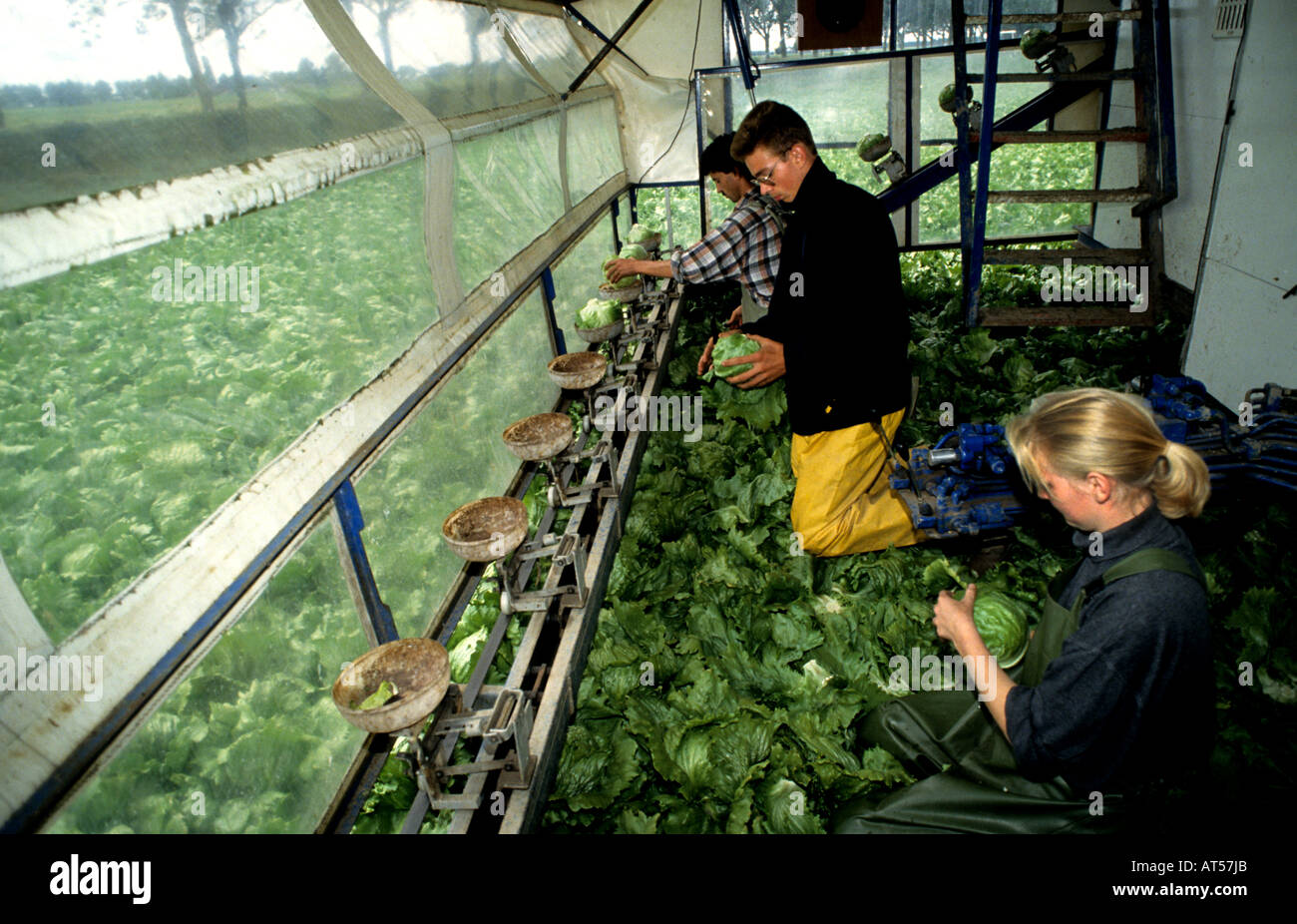 Netherlands holland Dutch Farming agriculture Stock Photo - Alamy