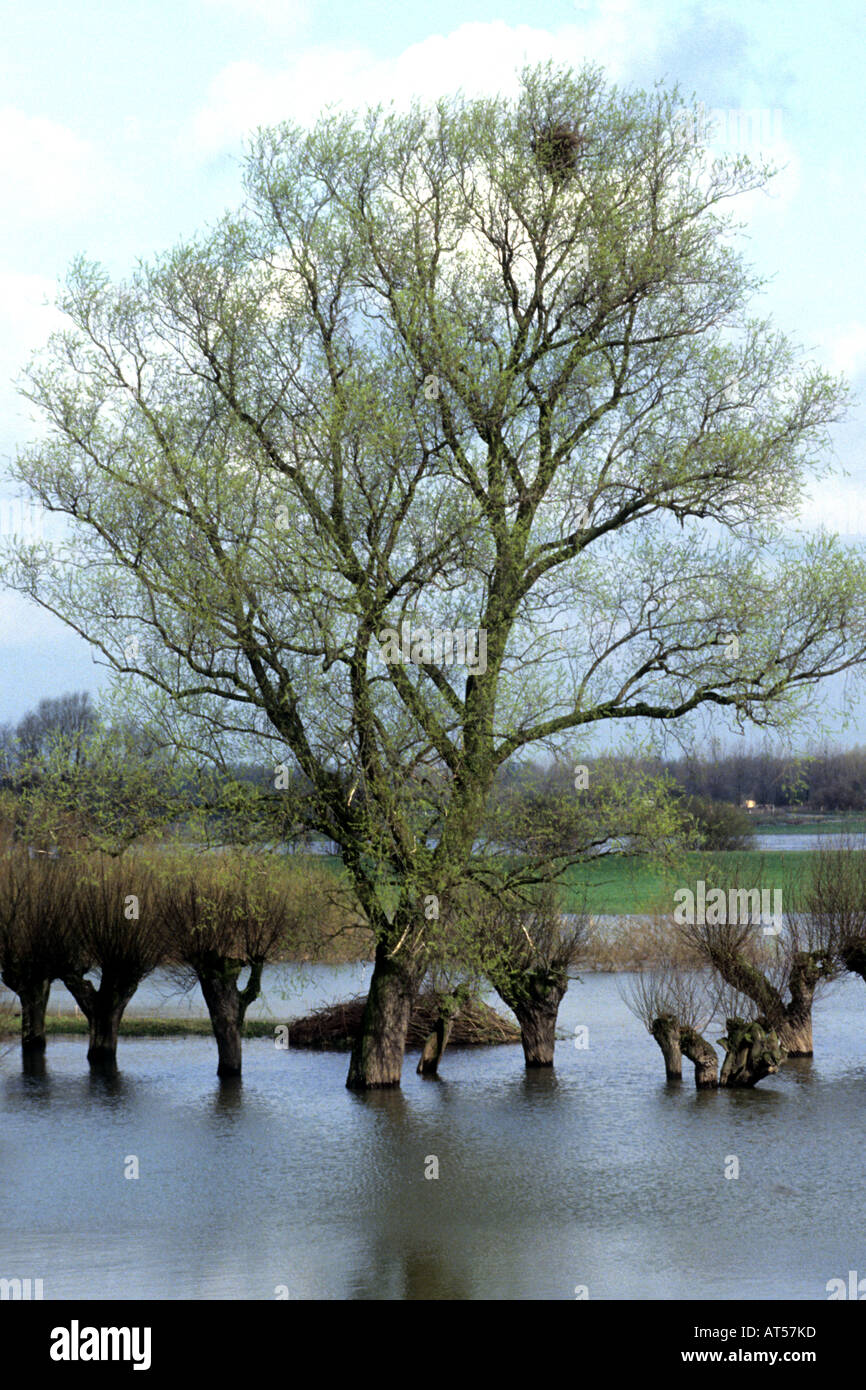 Tree inundation flood lek river Stock Photo - Alamy