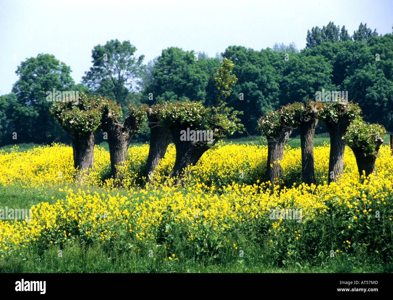 The netherlands willow hi-res stock photography and images - Alamy