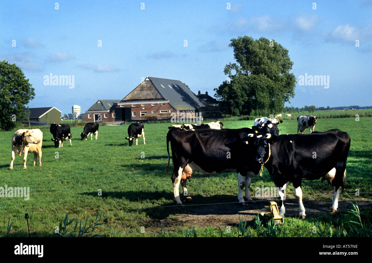 Netherlands holland dutch farmer cow cows farm Stock Photo - Alamy