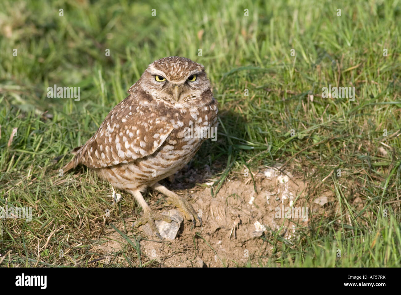 Burrowing Owl near its underground den, Mountain View, California Stock ...