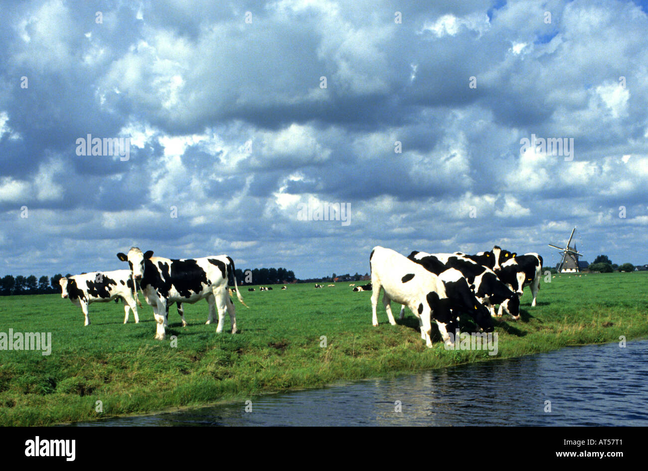 North South Holland farmer dairy farm cow cows Stock Photo - Alamy