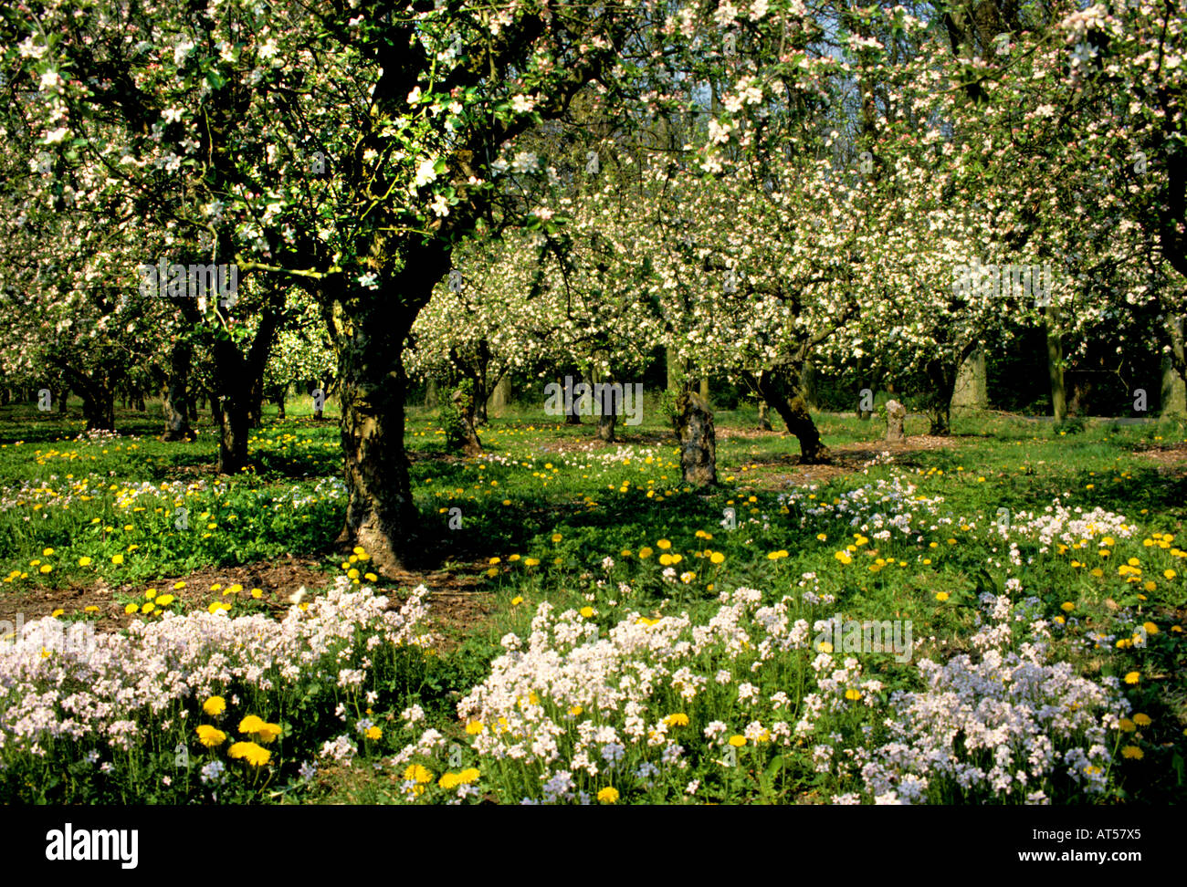 Apple pears hi-res stock photography and images - Alamy