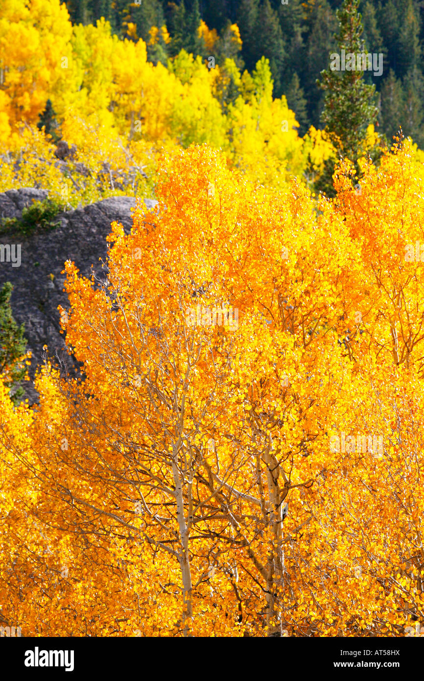 San Isabel National Forest, Colorado Stock Photo - Alamy