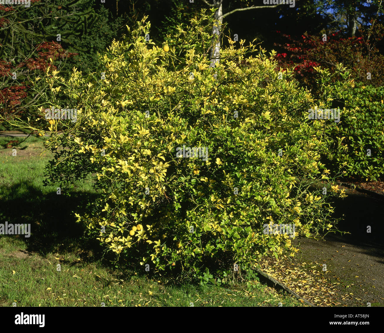 botany, Poncirus, "Trifoliate Orange" (Poncirus trifoliata), shrub ...