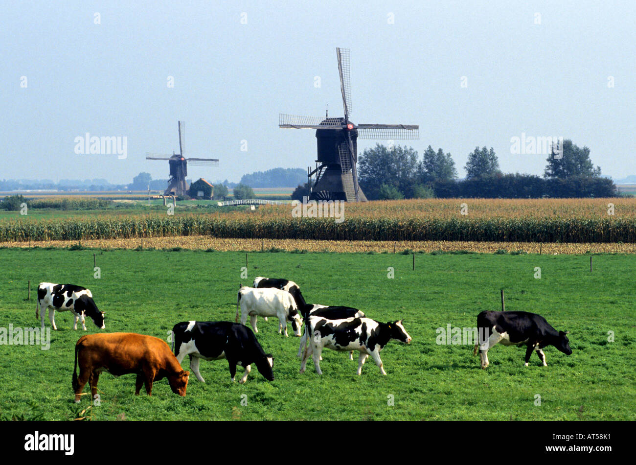 Dutch landscape cows windmill hi-res stock photography and images - Alamy