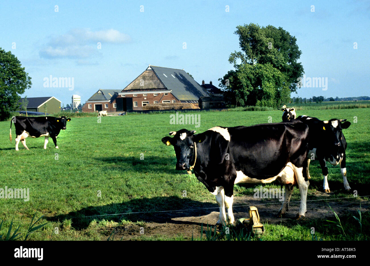 North South Holland cow cows Netherlands Holland Farmer Farm ...