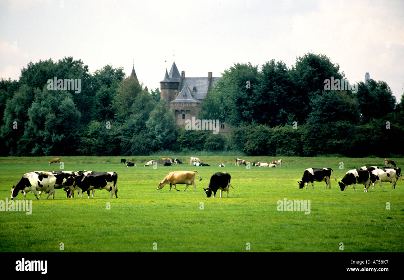 Utrecht Muiderslot cow cows Muiden Netherlands Holland Farmer Farm ...