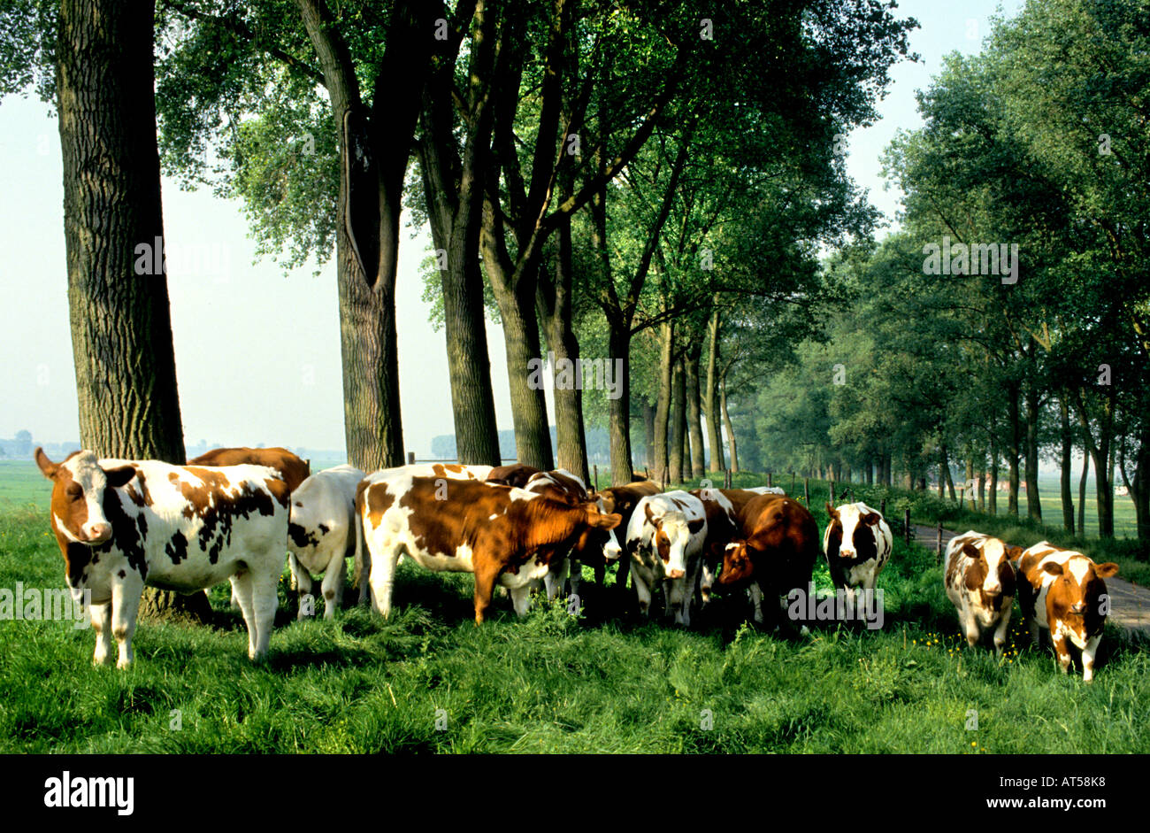 North South Holland cow cows Netherlands Holland Farmer Farm ...
