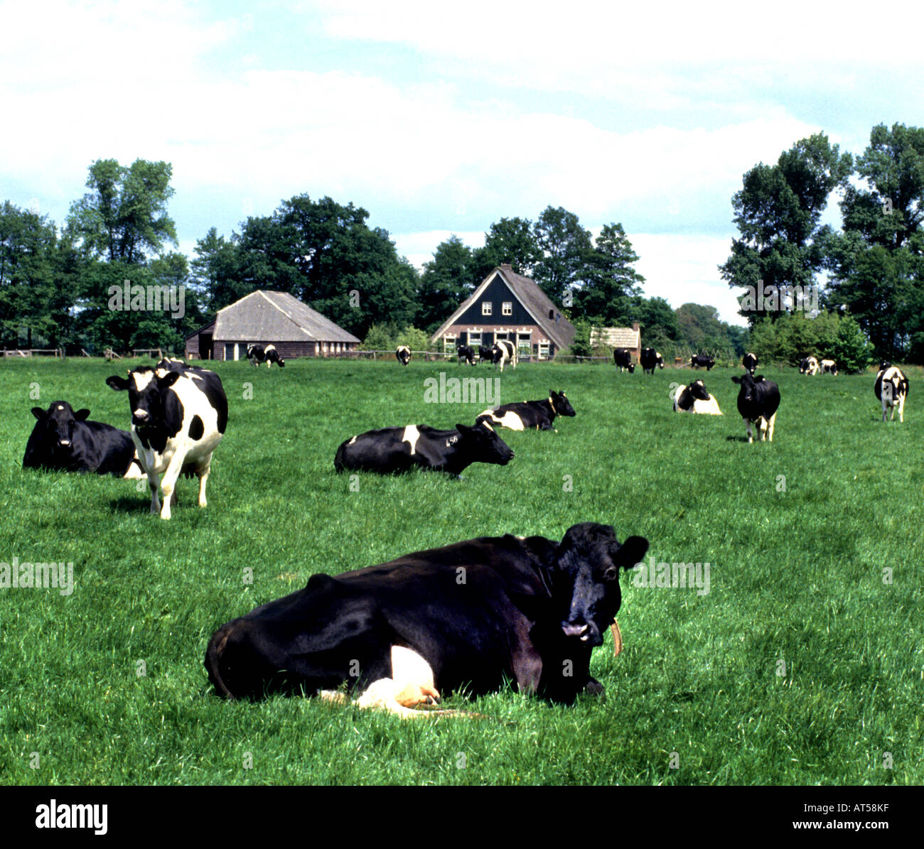 Overijssel cow cows Netherlands Holland Farmer Farm agriculture dutch ...