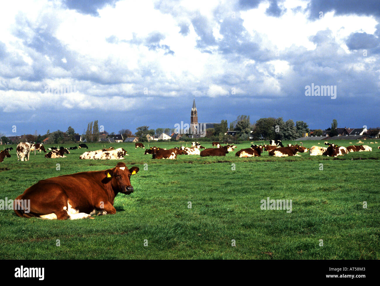 North South Holland cow cows Netherlands Holland Farmer Farm ...