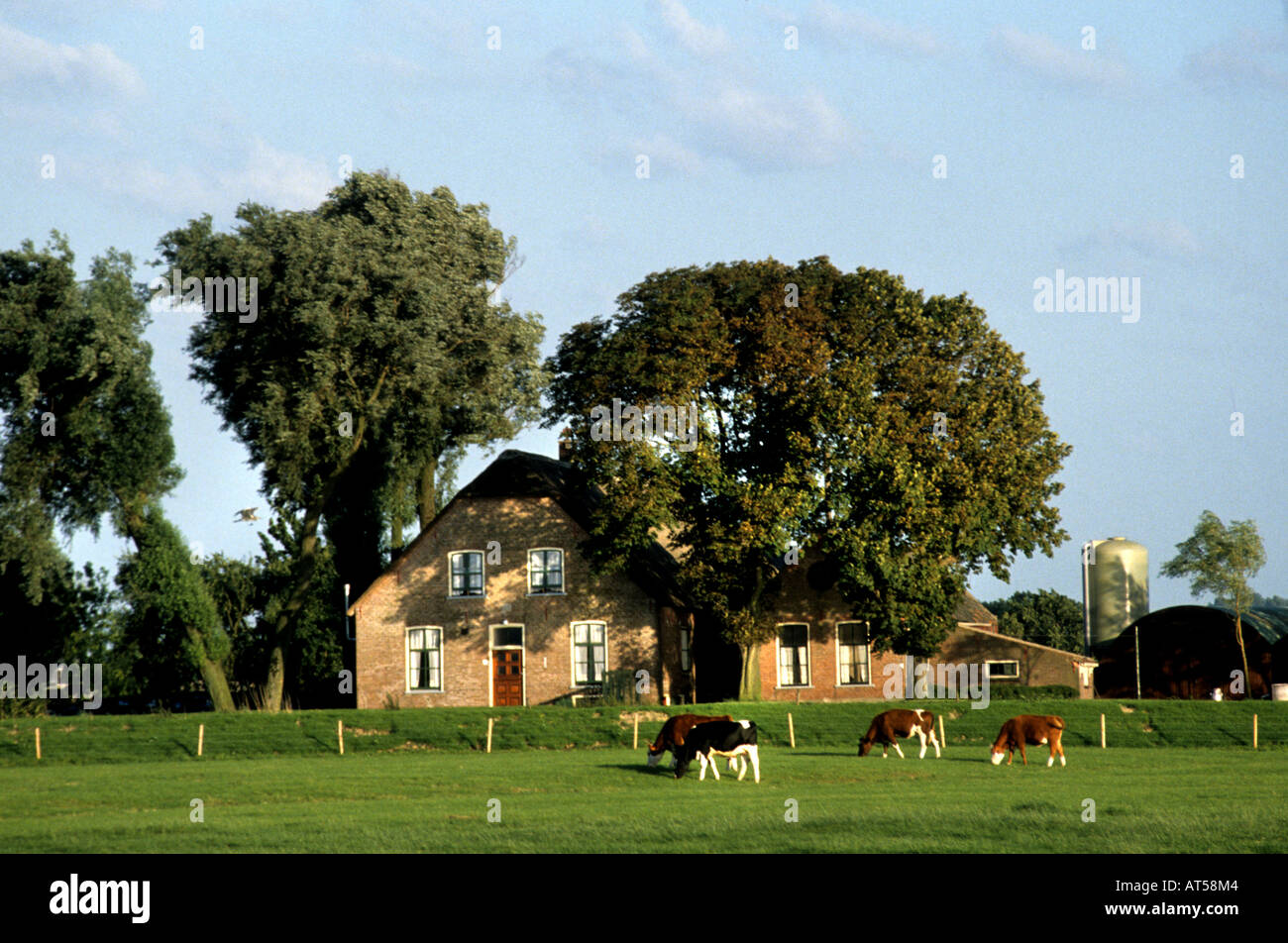 North South Holland cow cows Netherlands Holland Farmer Farm ...