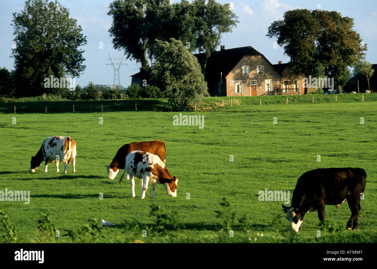 North South Holland cow cows Netherlands Holland Farmer Farm ...