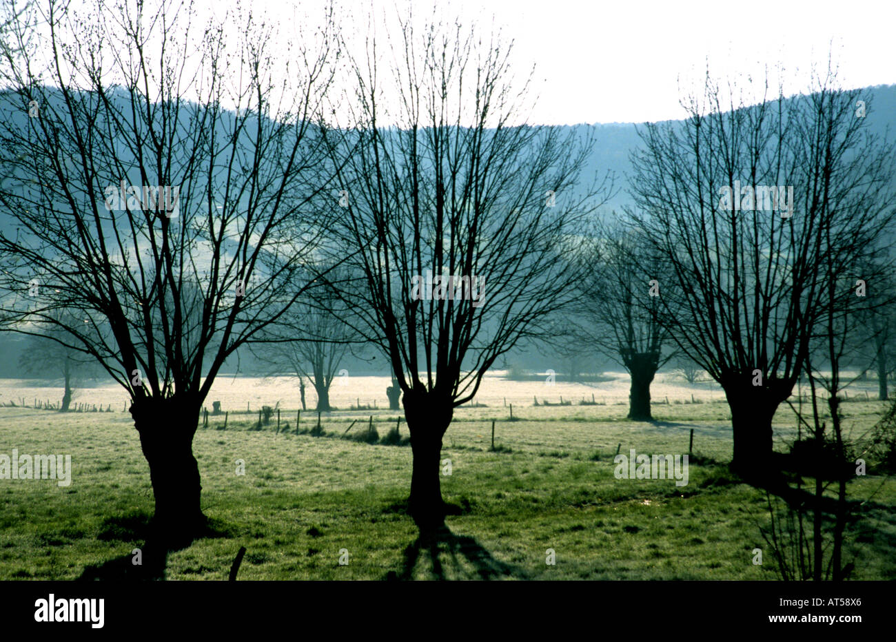Limburg tree trees Netherlands Holland Stock Photo - Alamy