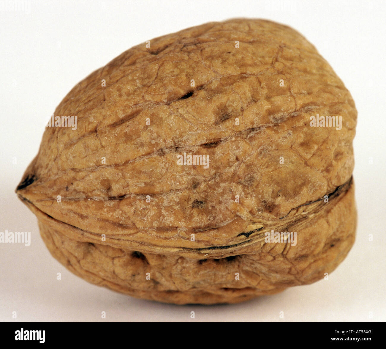 botany, Juglans, "Persian Walnut" (Juglans regia), walnut with shell ...