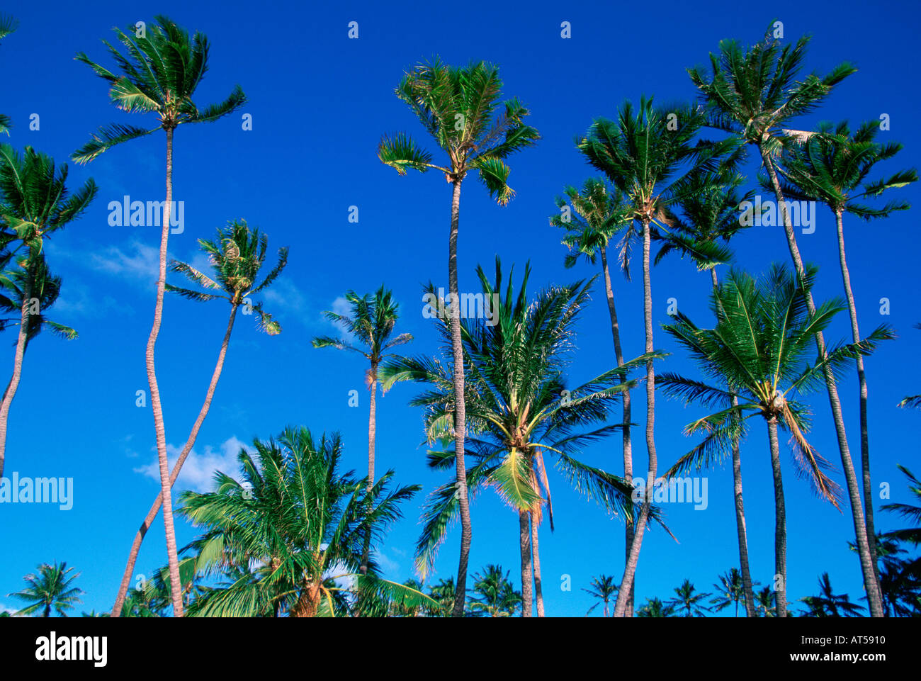 Coconut tree grove kauai hawaii hi-res stock photography and images - Alamy