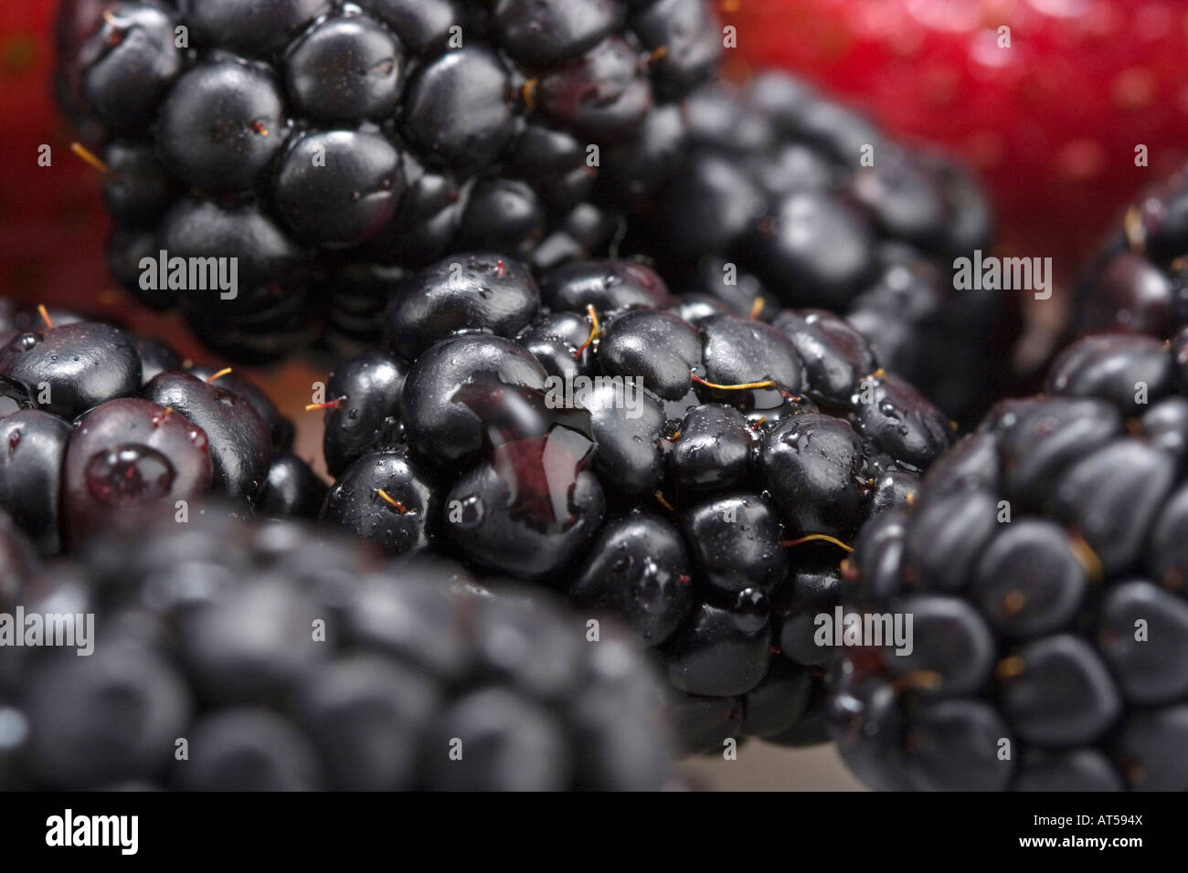 Closeup of ripe organic Blackberries fruits photo studio shots nobody ...
