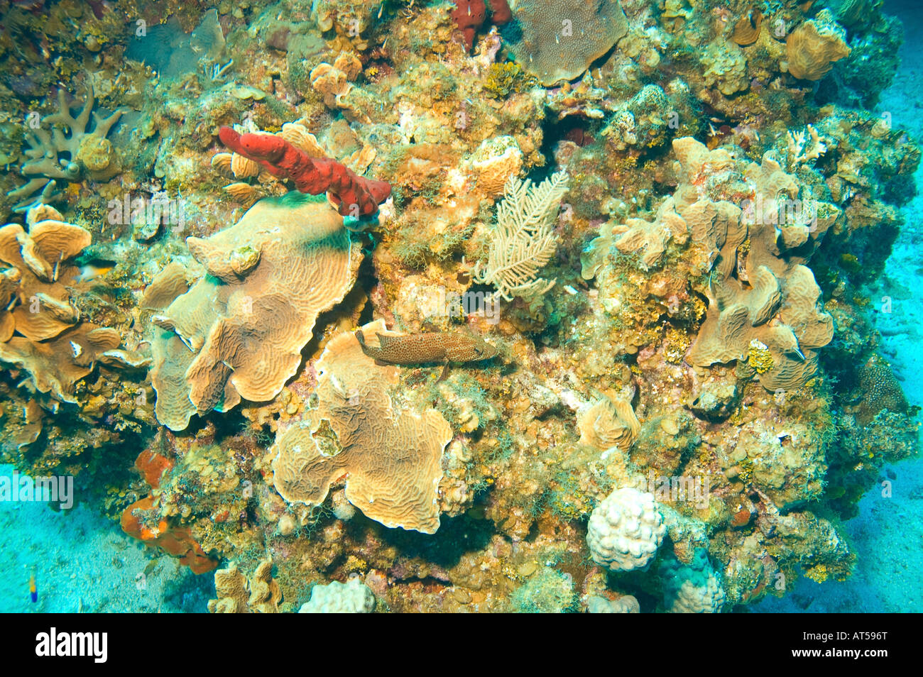 red hind fish on colorful coral reef with variety of species and ...