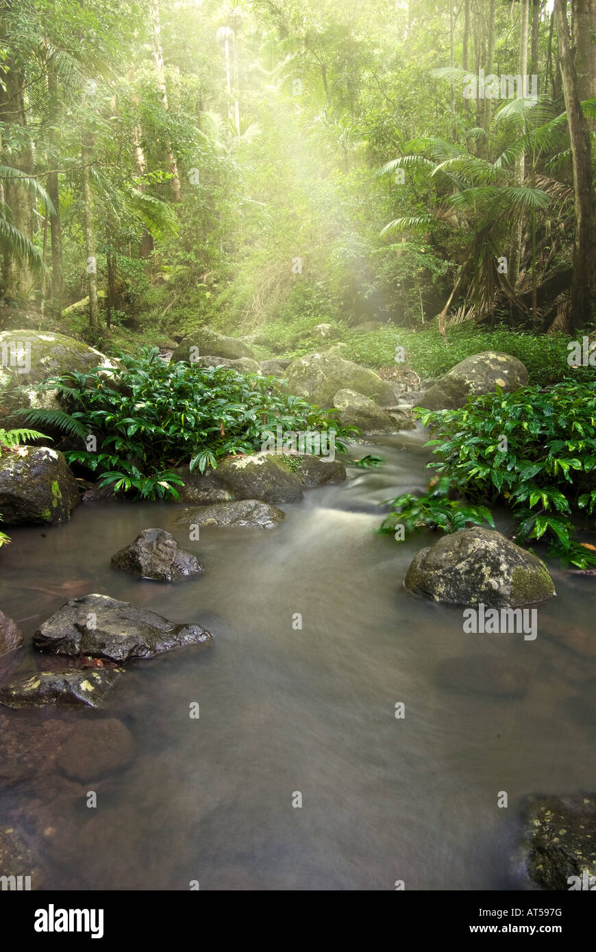 beautiful stream in the rainforest with sunlight pouring through Stock ...