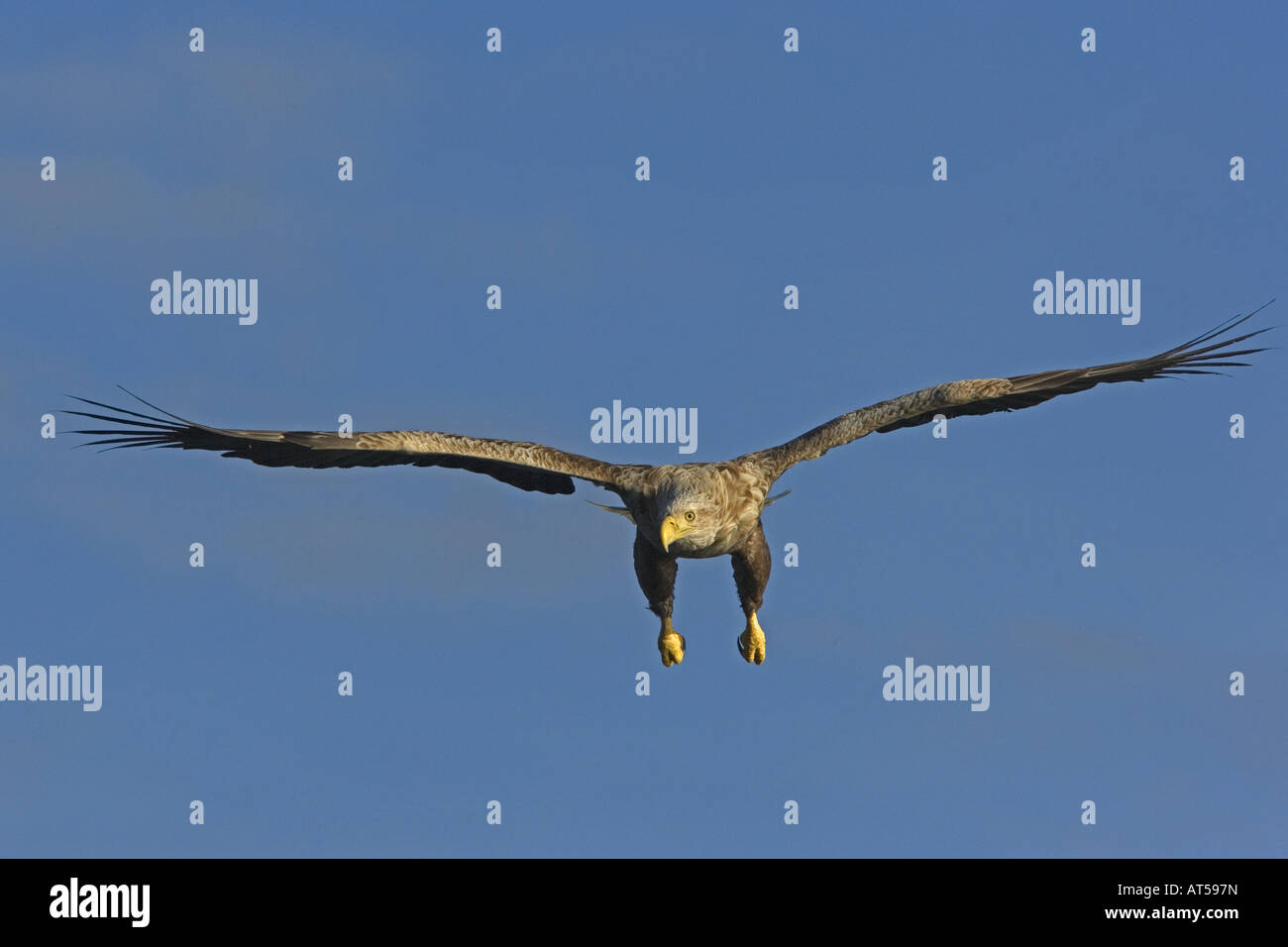 zoology / animals, avian / birds, White-tailed Eagle, (Haliaeetus ...